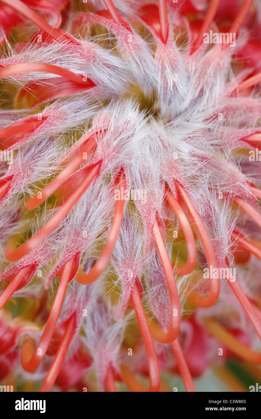 Leucospermum cuneiforme hi-res stock photography and images - Alamy