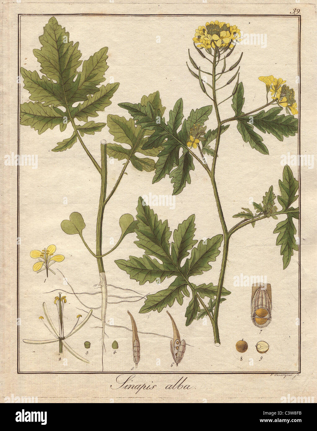 Sinapis alba seed hi-res stock photography and images - Alamy