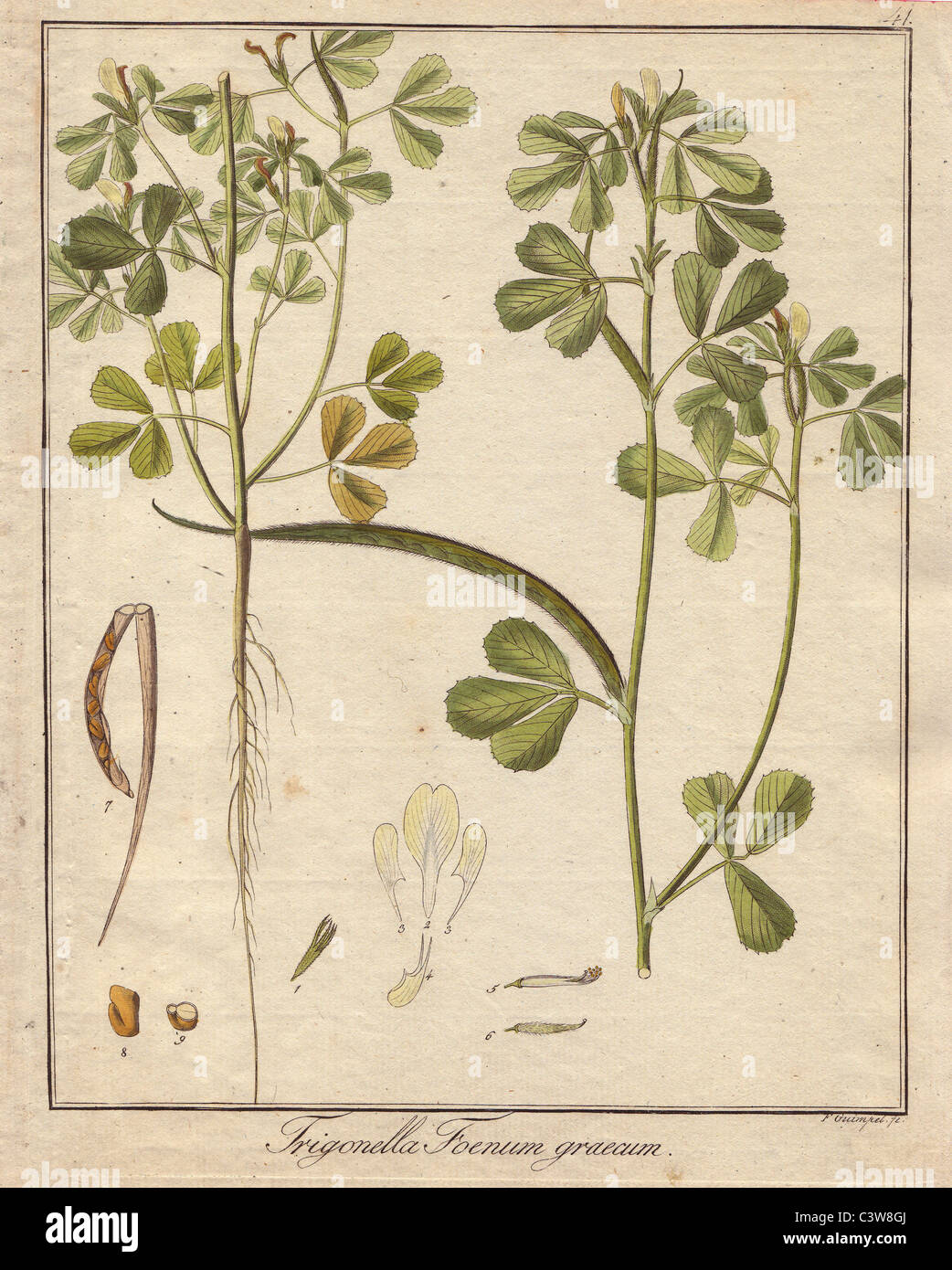 Fenugreek, Trigonella foenum-graecum Stock Photo - Alamy