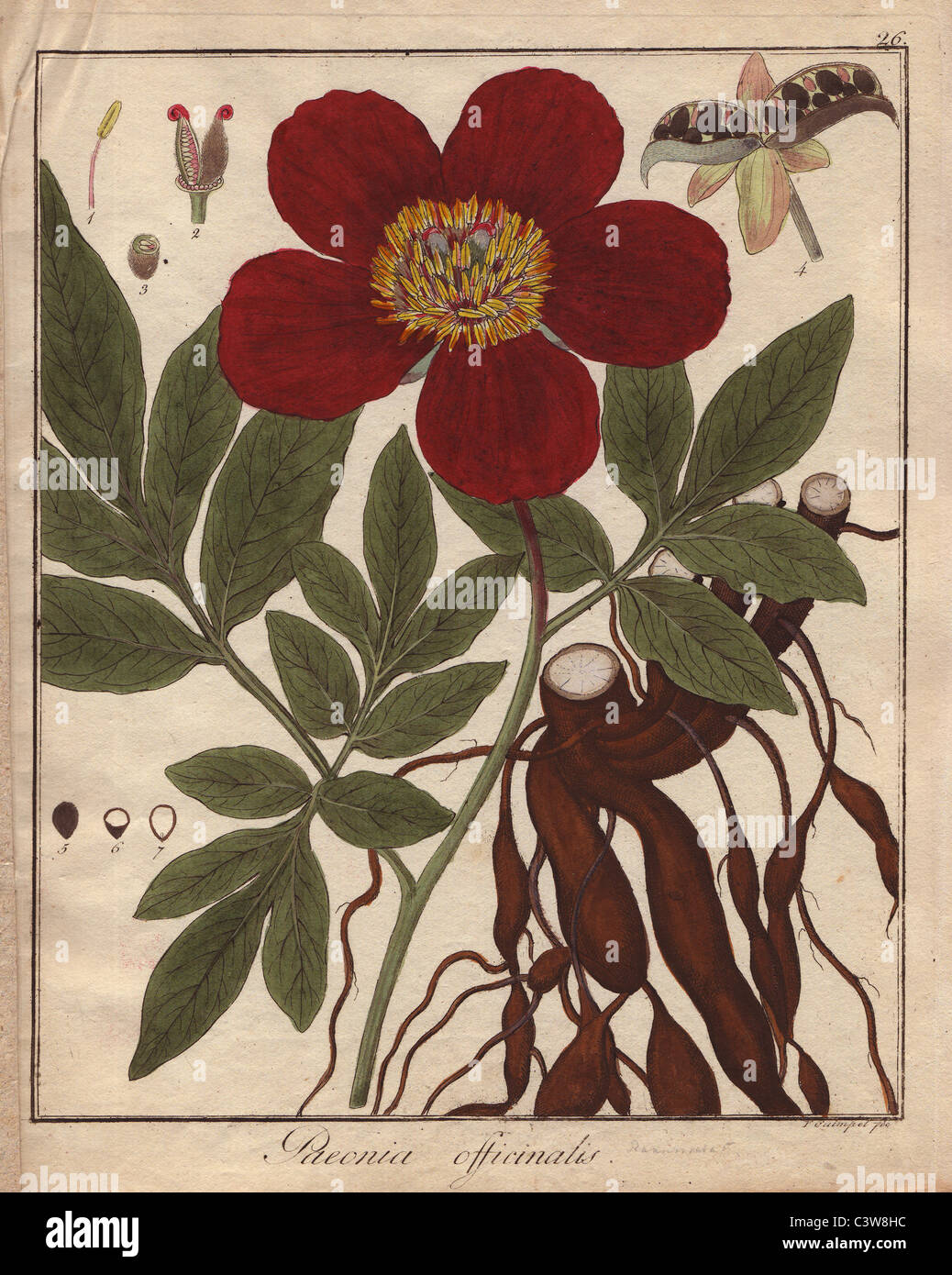 Paeonia botany hi-res stock photography and images - Alamy