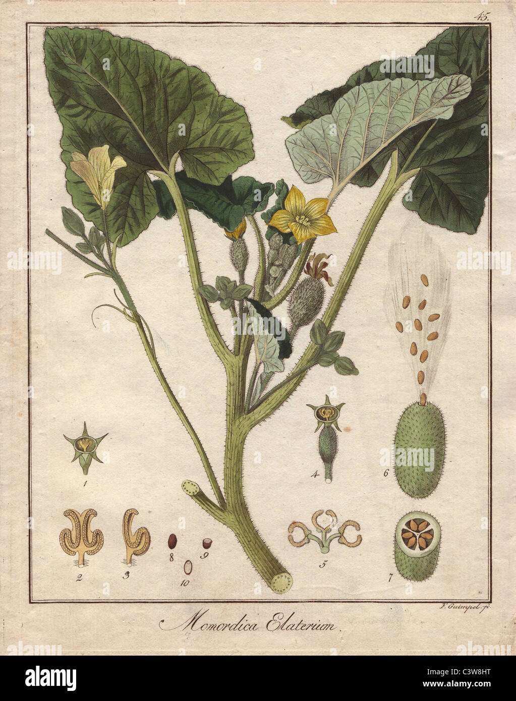 Squirting cucumber, Ecballium elaterium Stock Photo - Alamy