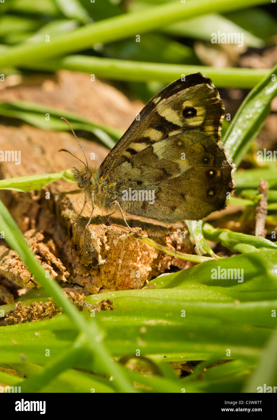 Speckled Wood Butterfly Stock Photo - Alamy