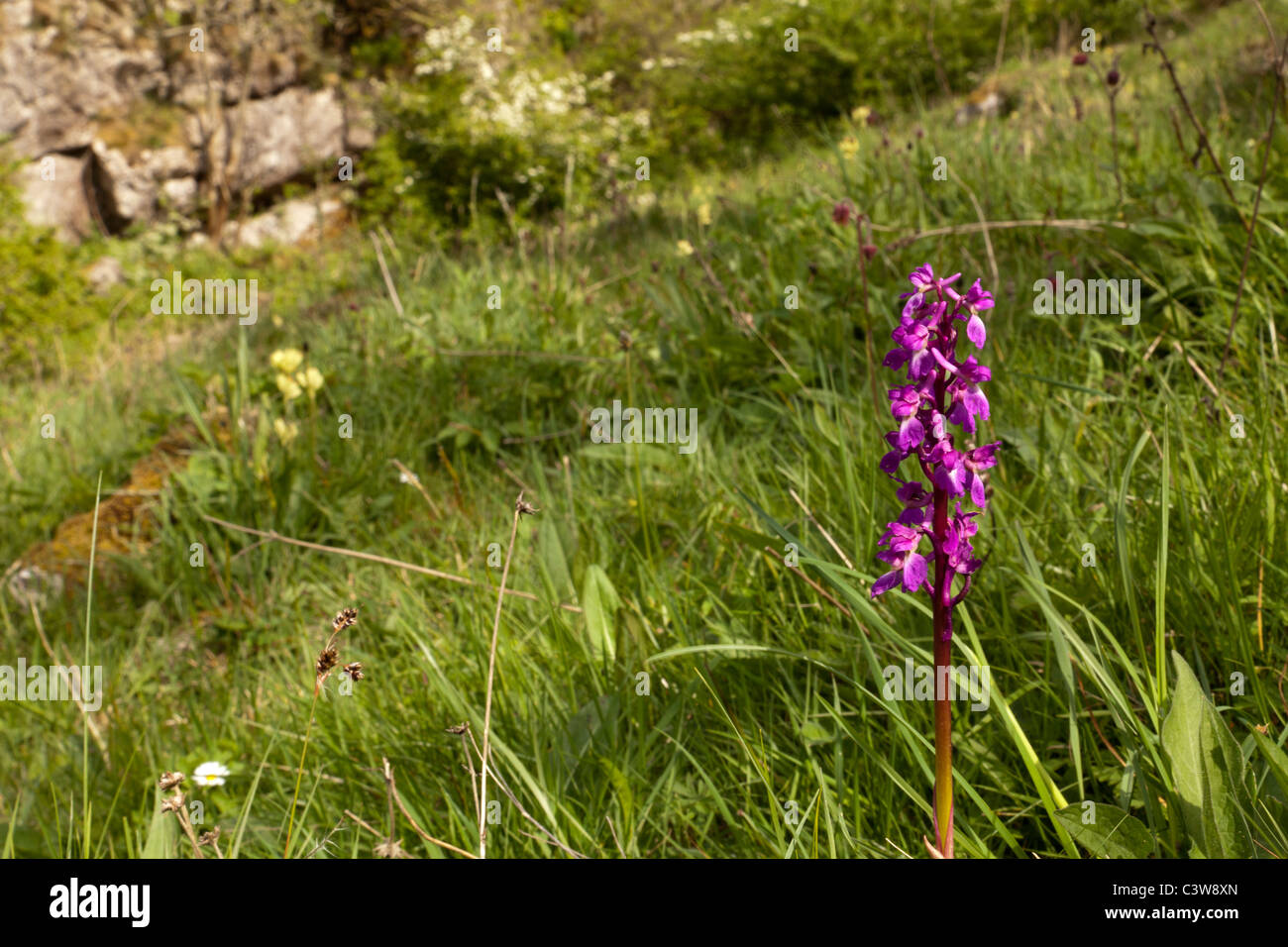 Springtime in Monks Dale in the White Peak, Derbyshire. Wild garlic and ...