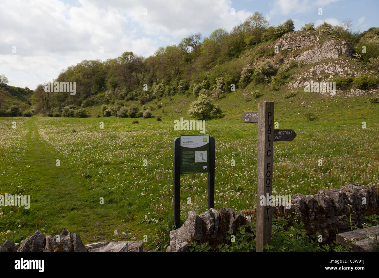 Springtime in Monks Dale in the White Peak, Derbyshire. Wild garlic and ...