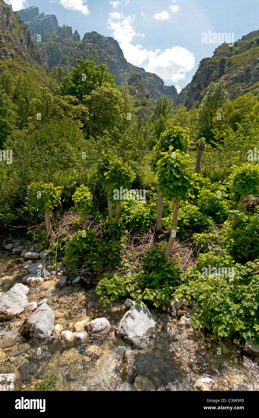 The Picos de Europa northern coast of Spain Cantabrian Mountains Stock ...