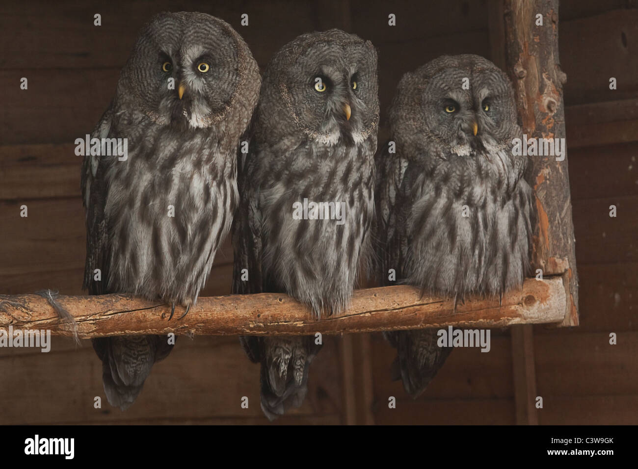 Great gray owls hi-res stock photography and images - Alamy