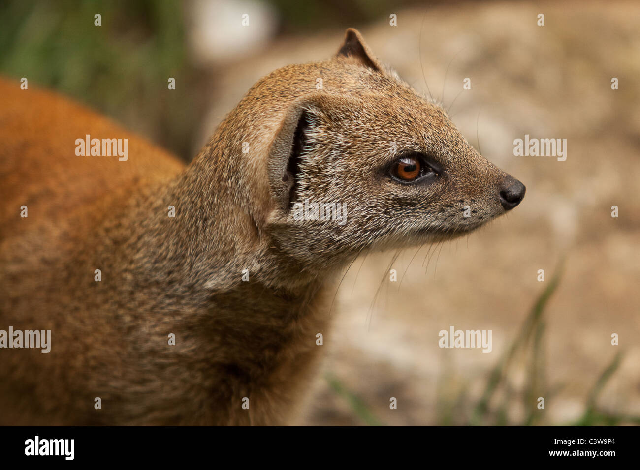portrait of a mongoose Stock Photo - Alamy