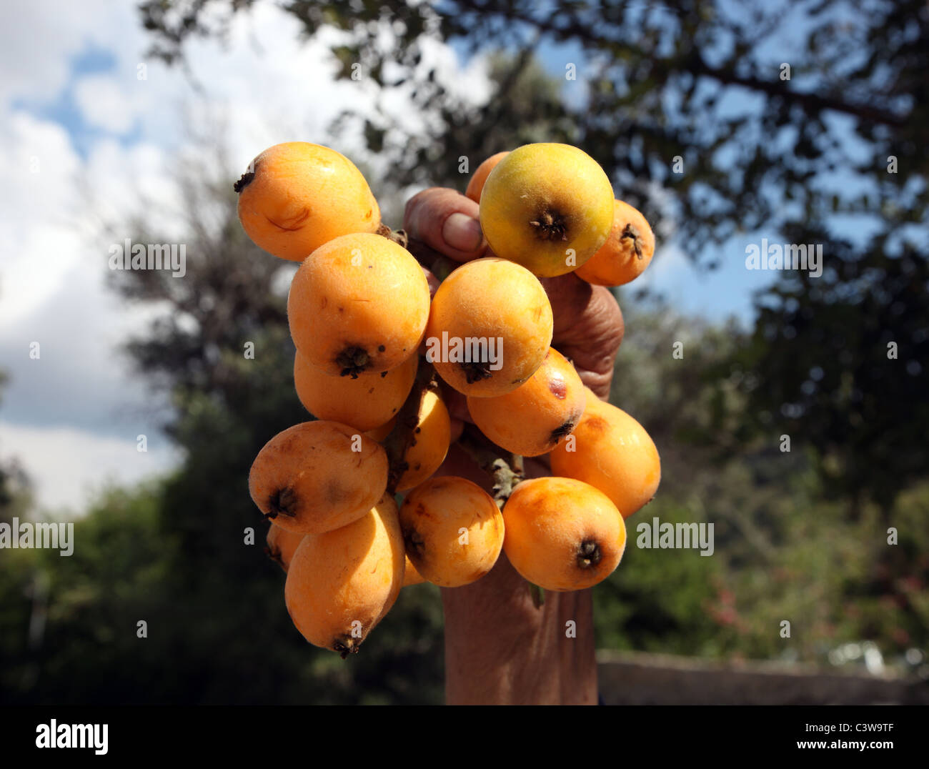 Fruit of the Medlar tree, Akamas Peninsula, Cyprus Stock Photo - Alamy
