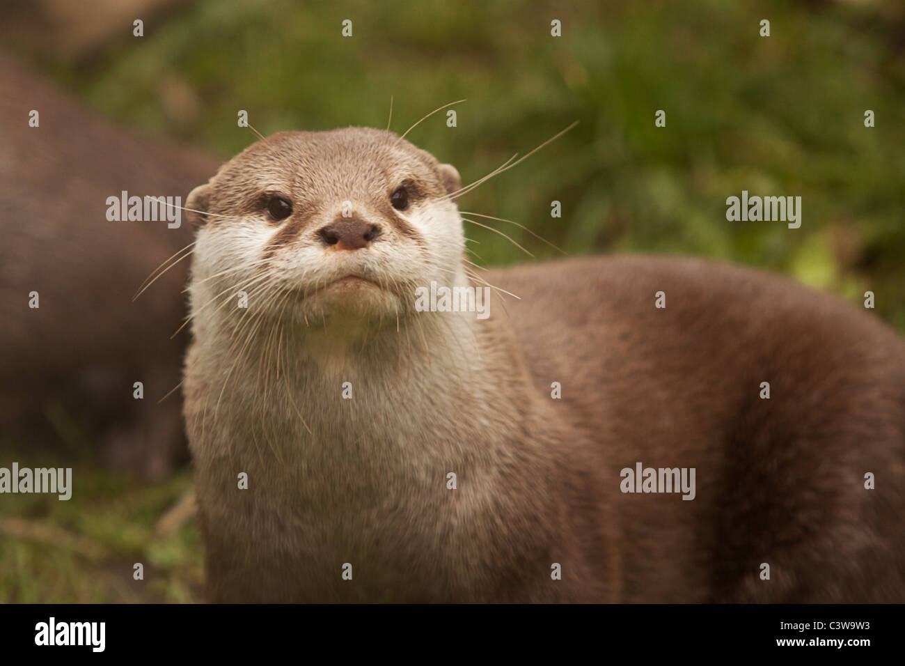 Otter Portrait High Resolution Stock Photography and Images - Alamy