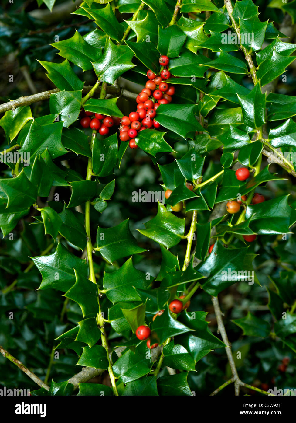 Ilex pernyi hi-res stock photography and images - Alamy