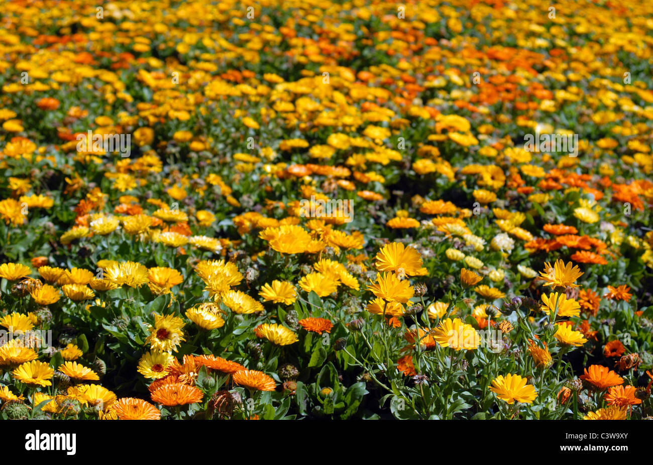 Orange Flower Field Background at Clarence Valladares blog