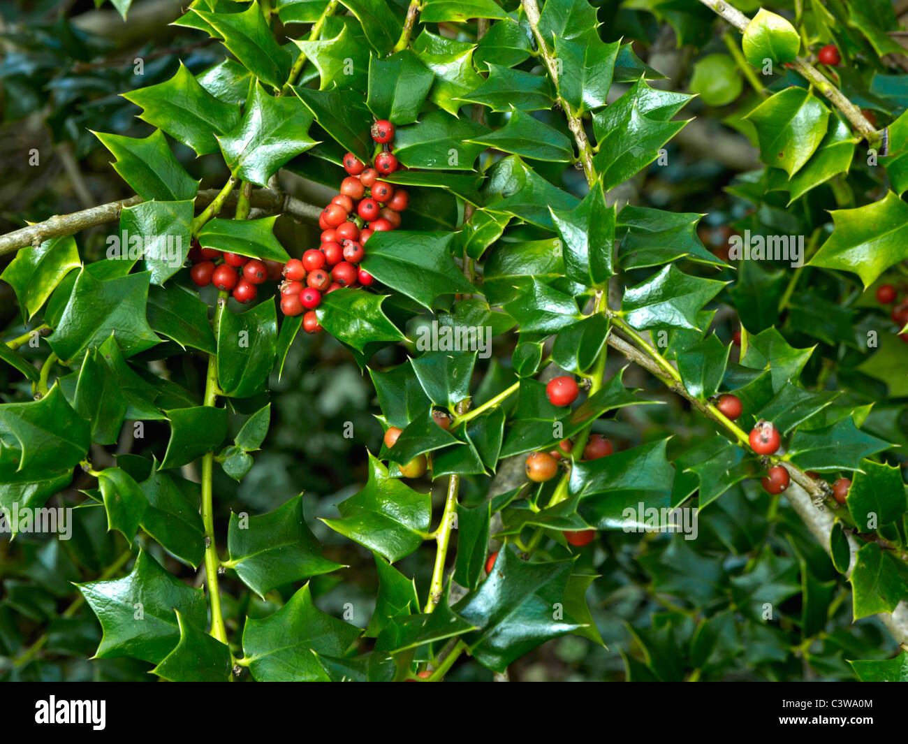 Ilex pernyi hi-res stock photography and images - Alamy