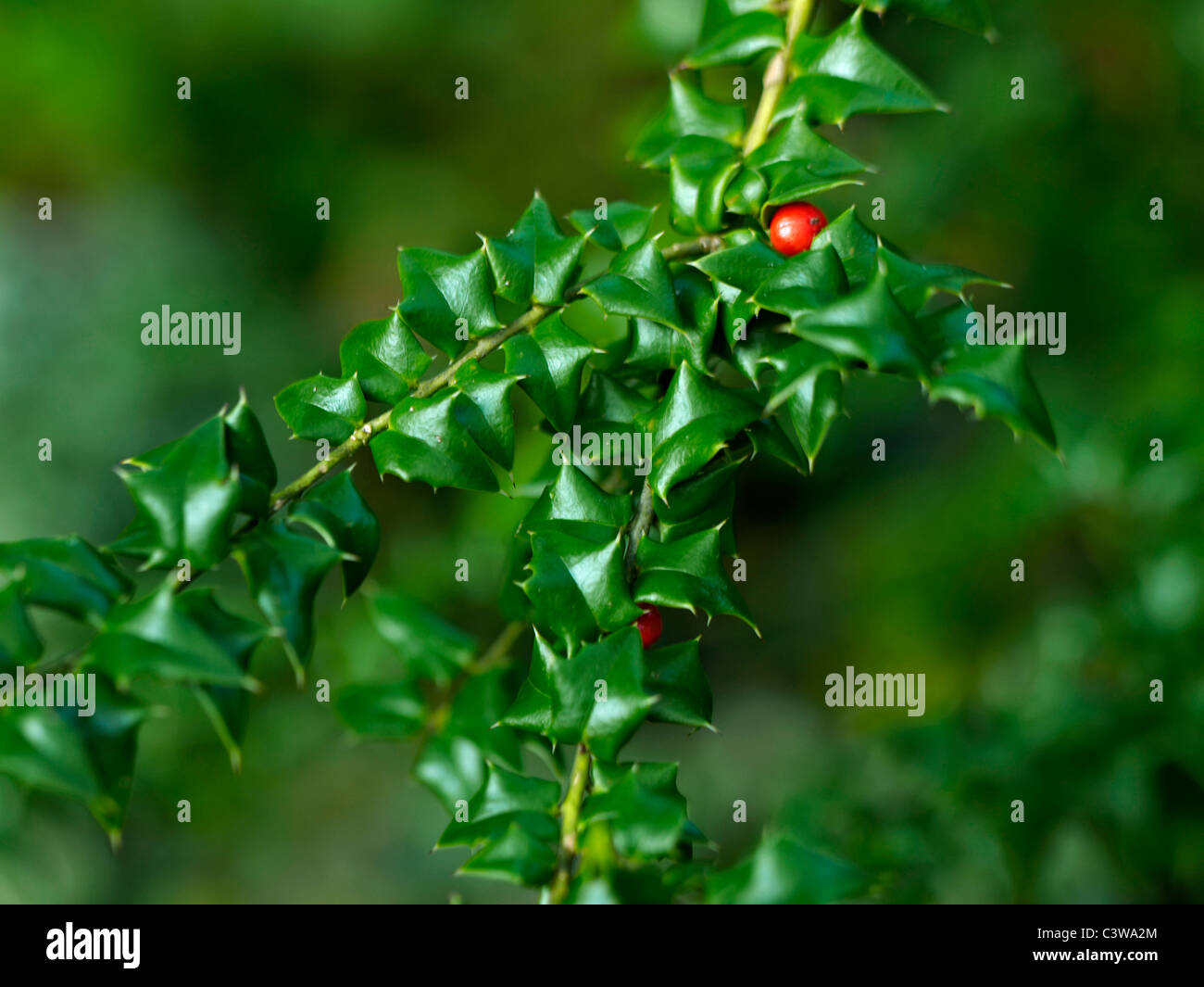 Ilex pernyi hi-res stock photography and images - Alamy