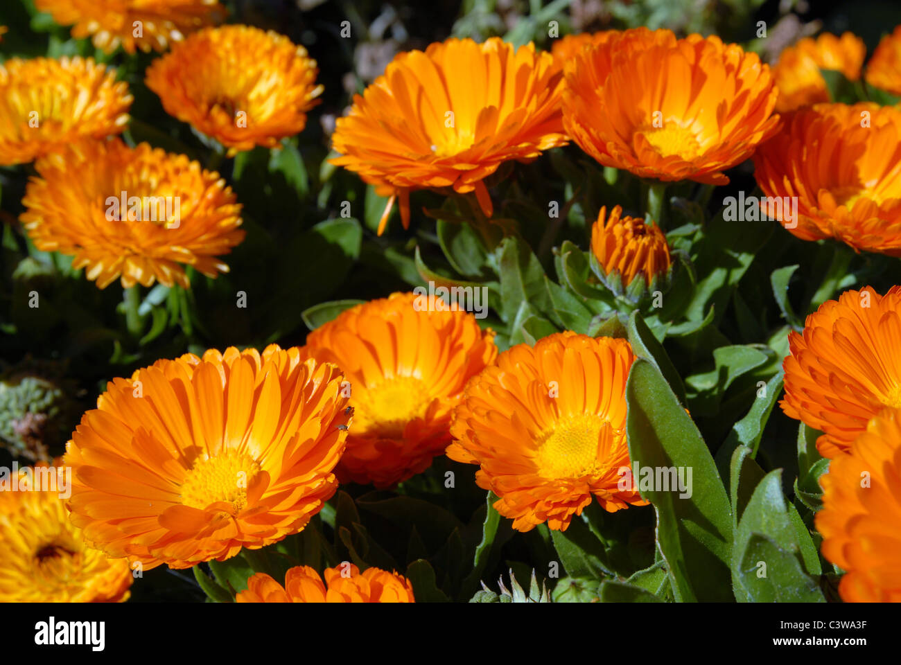 Bloomed field of orange flowers. Close-up shot. Nature background Stock ...