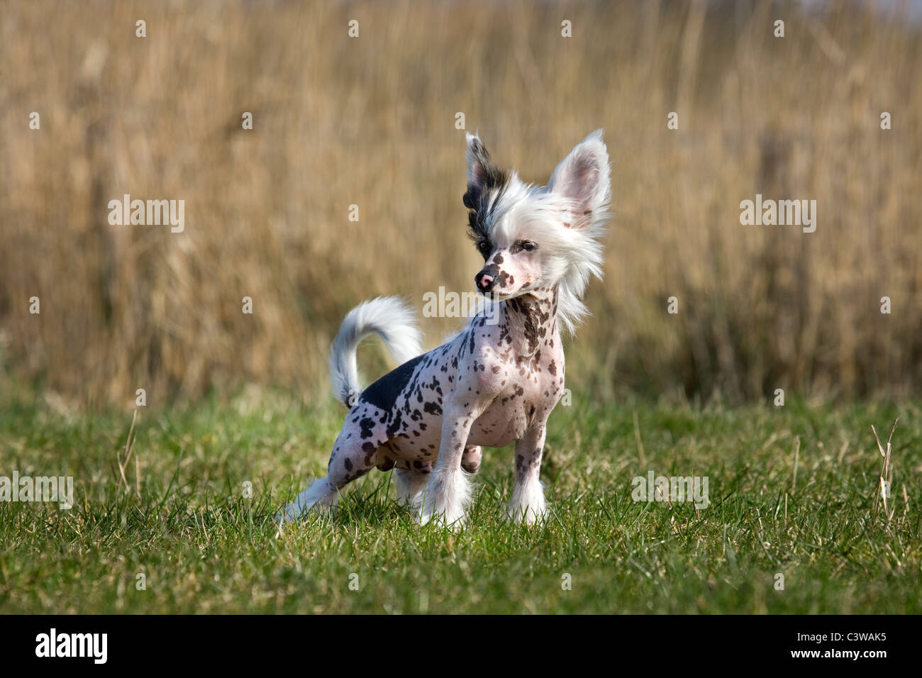 Chinese crested dog hi-res stock photography and images - Alamy
