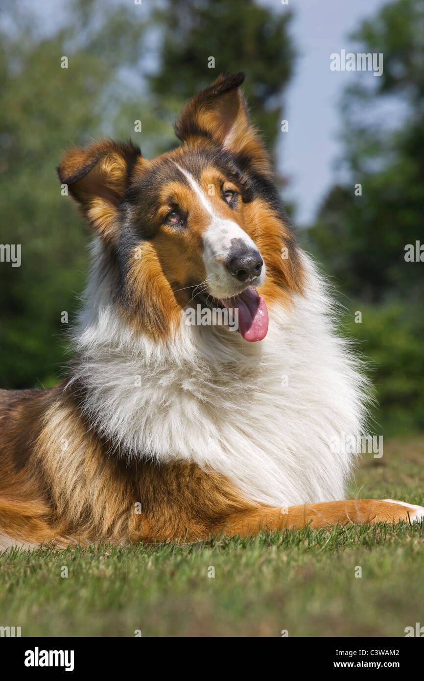 Scottish Collie (Canis lupus familiaris) lying in garden Stock Photo ...