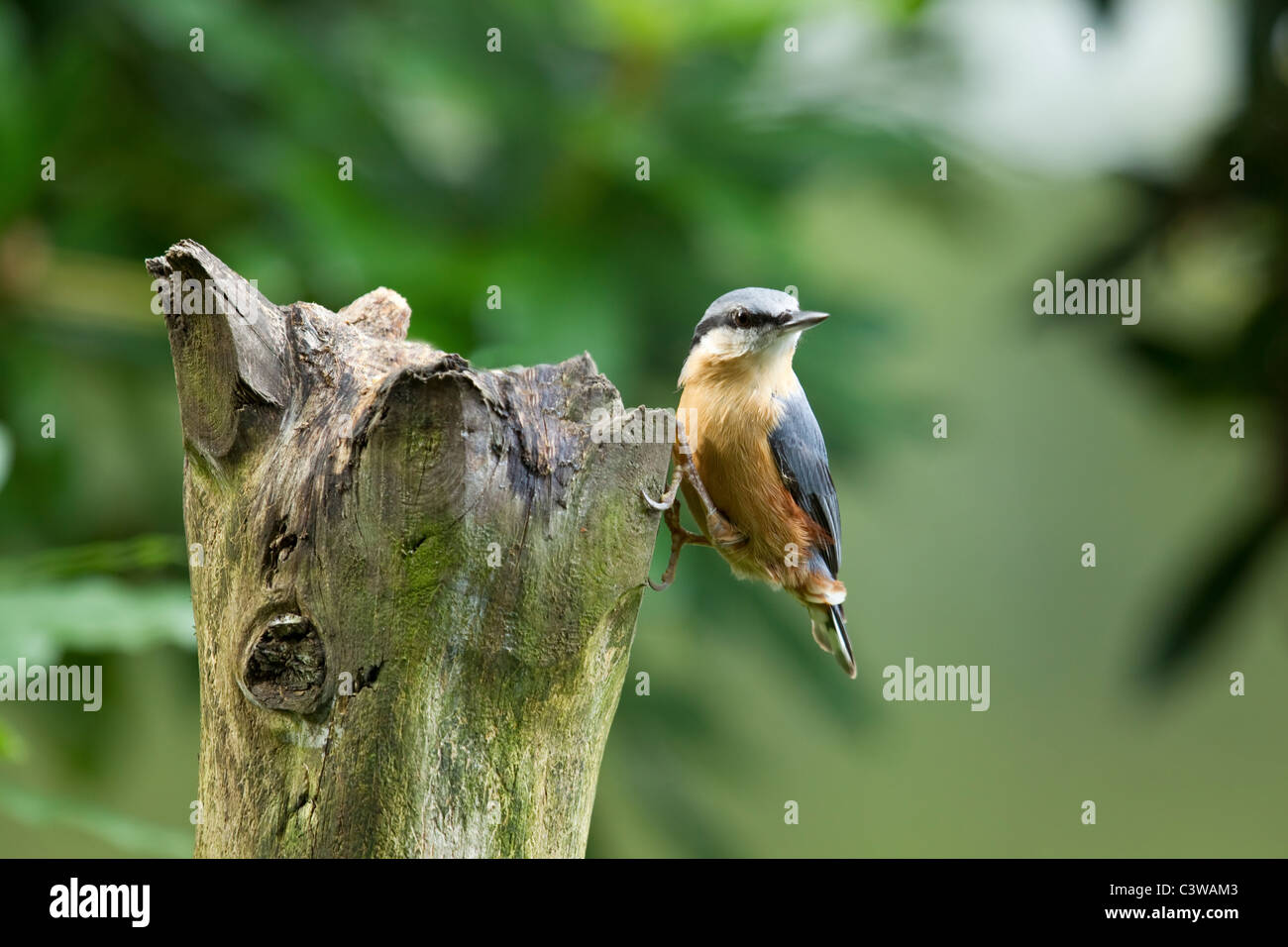 Jauntily hi-res stock photography and images - Alamy
