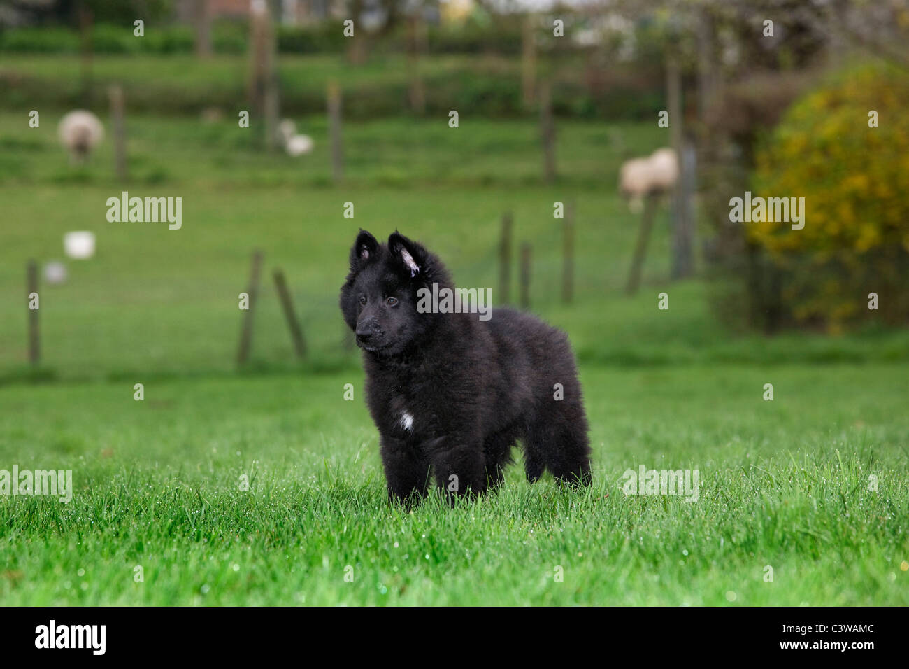 Belgian Shepherd Dog / Groenendael (Canis lupus familiaris) pup in ...