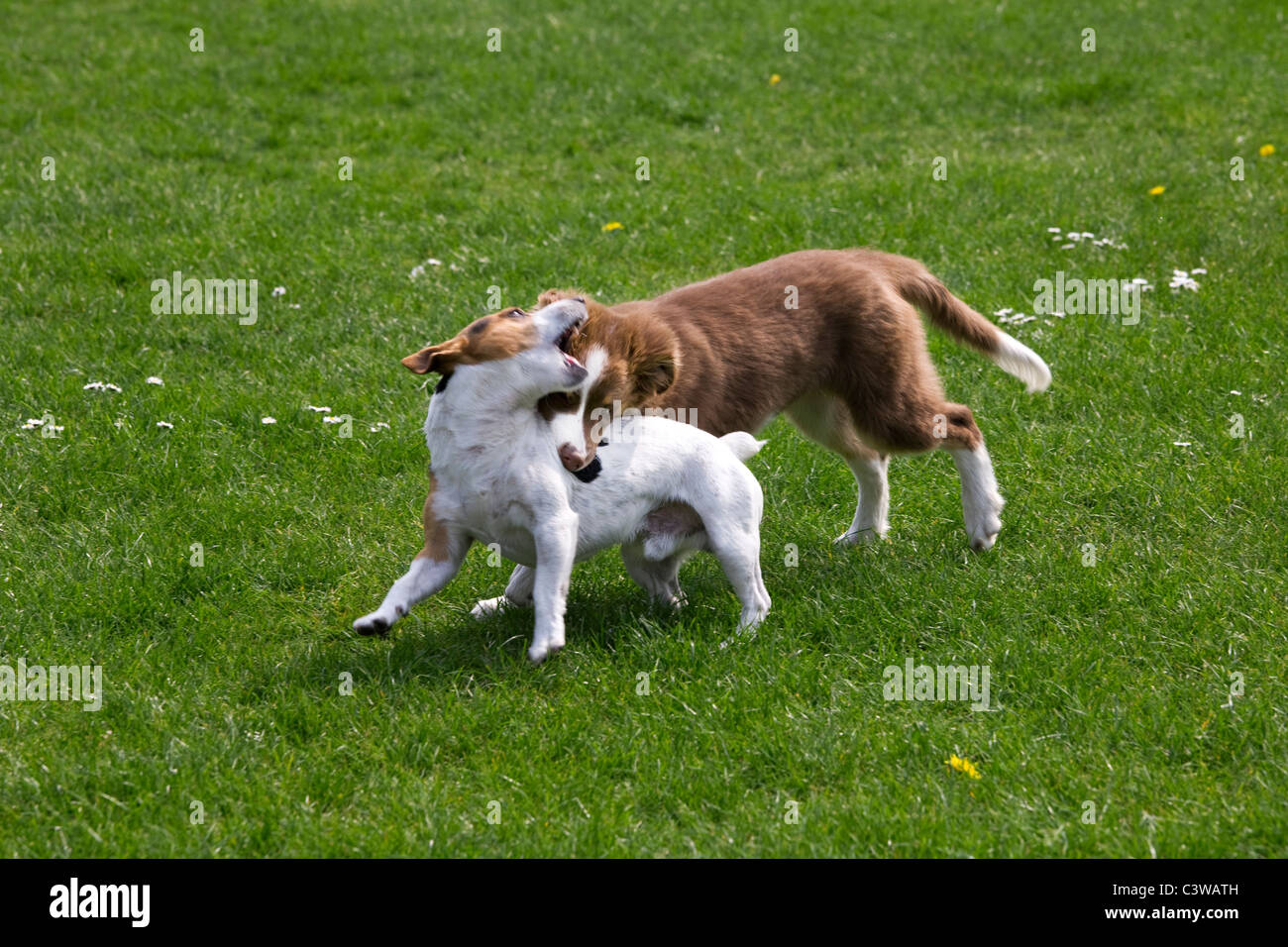 Jack Russell Border Collie Mix Puppies