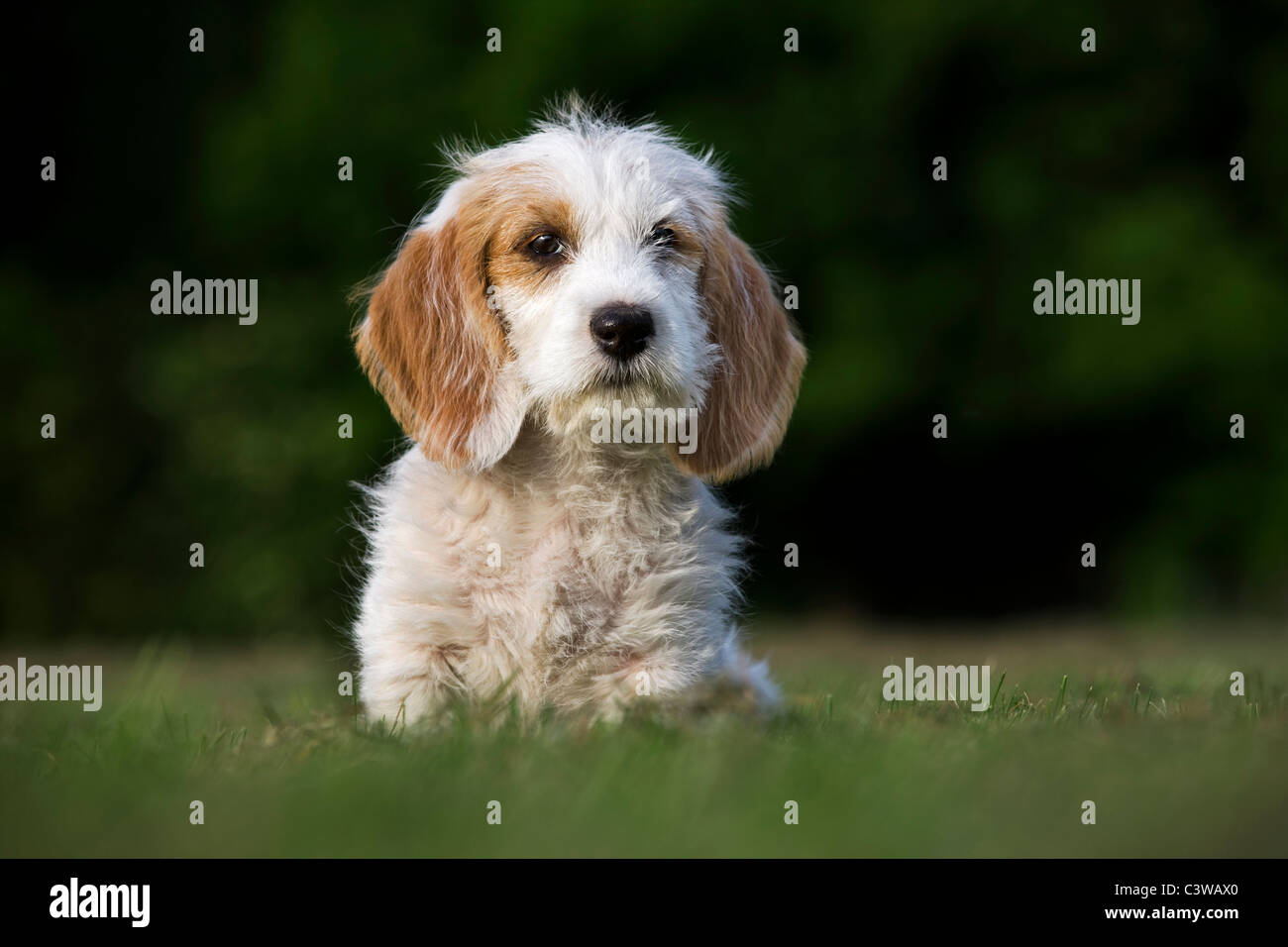 Griffon Vendeen Stock Photos & Griffon Vendeen Stock Images - Alamy