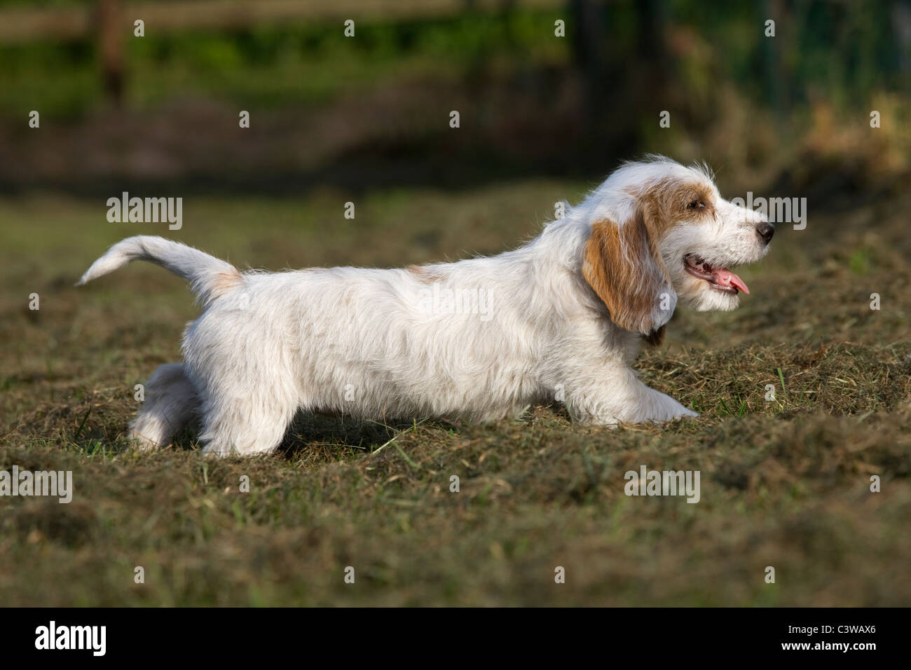 Basset griffon vendéen (Canis lupus familiaris) pup in garden Stock ...