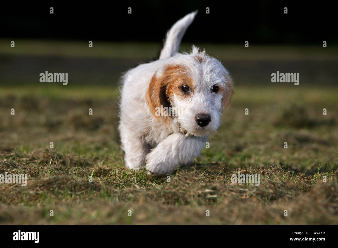 Basset griffon vendéen (Canis lupus familiaris) pup in garden Stock ...