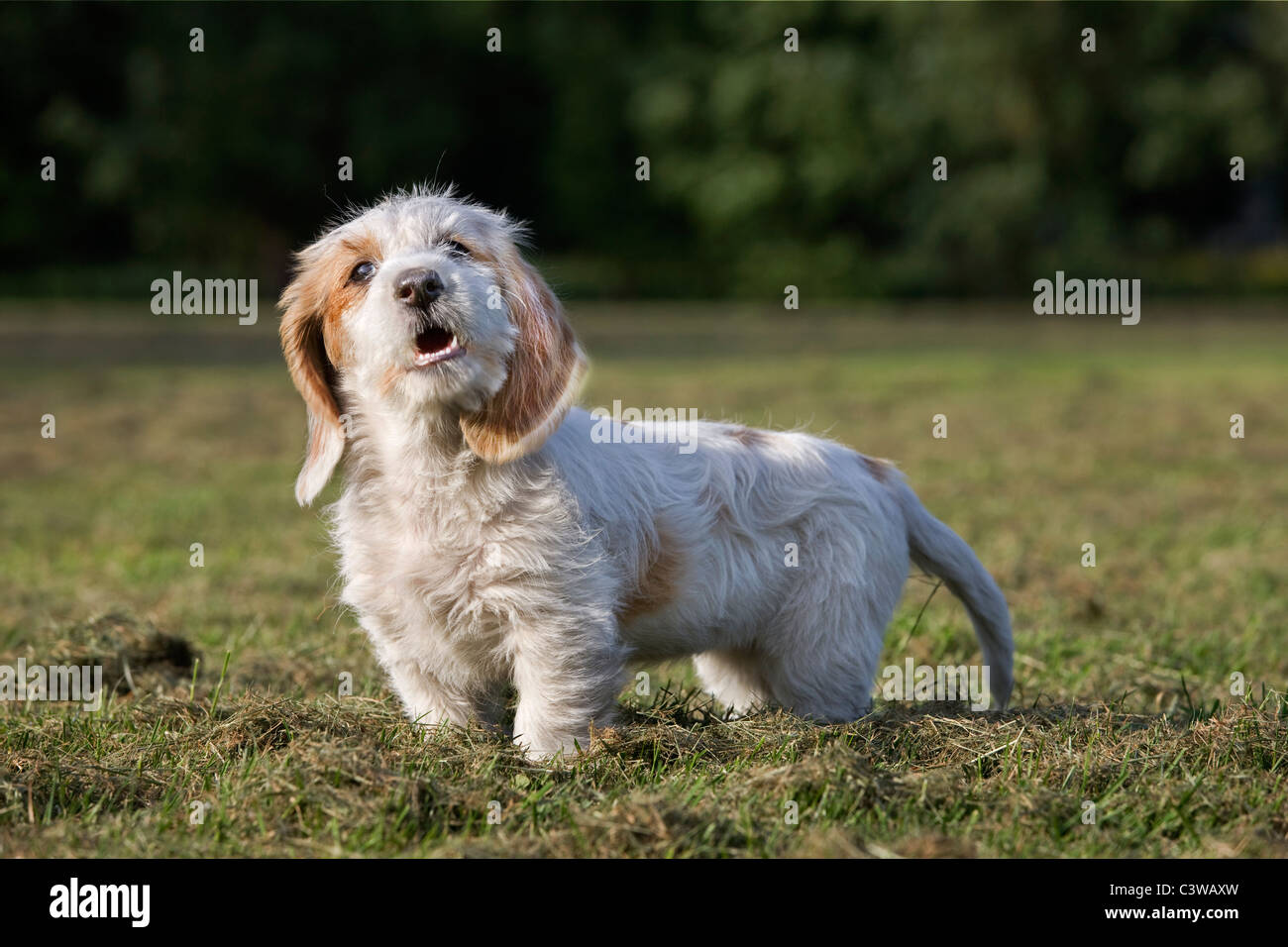 Basset griffon vendéen (Canis lupus familiaris) pup barking in garden ...