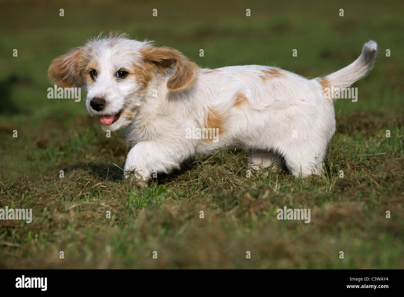 Basset griffon vendéen (Canis lupus familiaris) pup in garden Stock ...