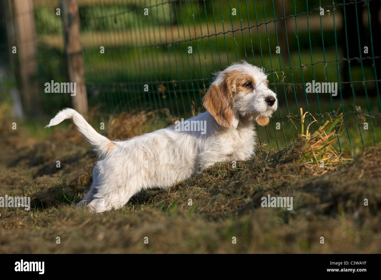 Basset griffon vendéen (Canis lupus familiaris) pup in garden looking ...