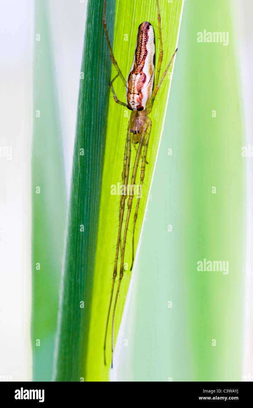 Long Legs Spiders High Resolution Stock Photography and Images - Alamy