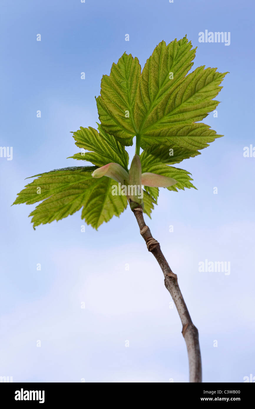Sycamore maple hi-res stock photography and images - Alamy