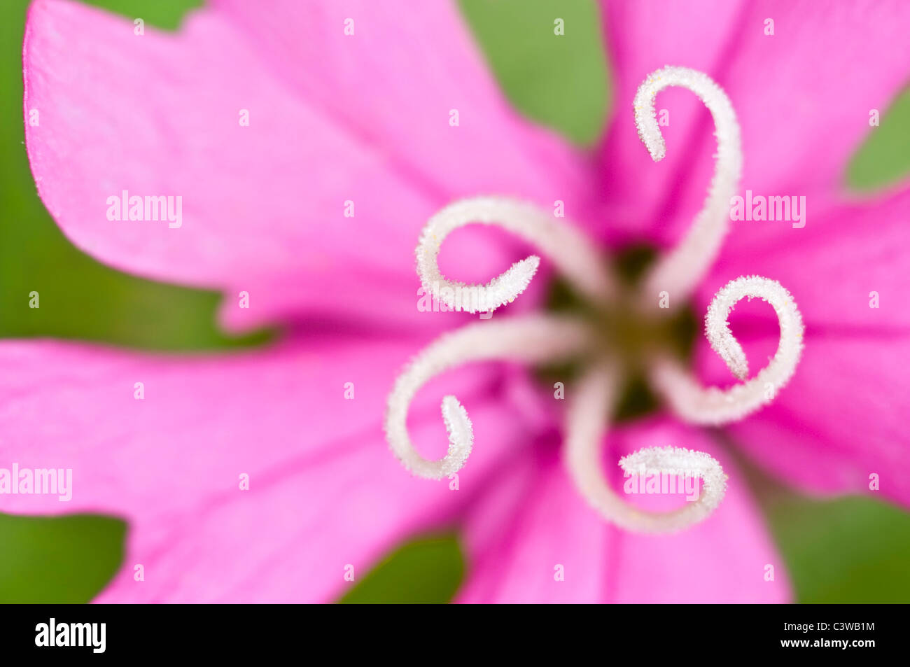 Campion flower hi-res stock photography and images - Alamy