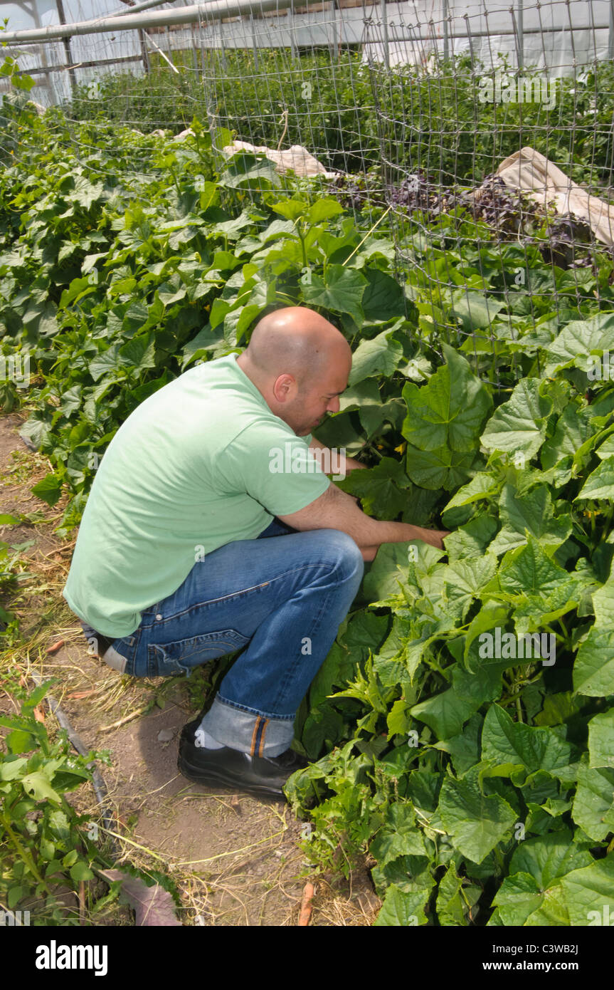 A chef picks locally-grown produce at an organic farm for his ...