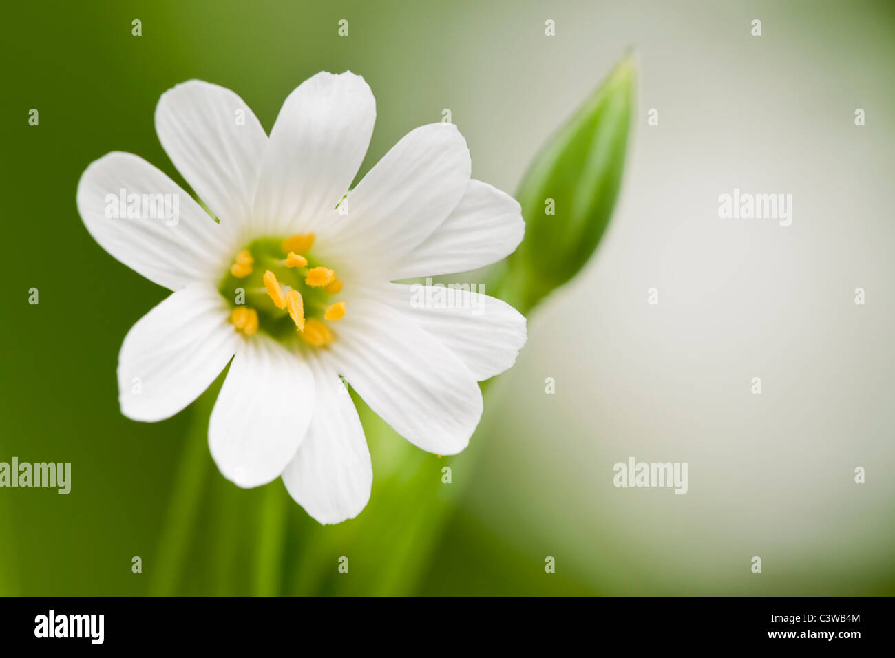 Common Stitchwort High Resolution Stock Photography and Images - Alamy