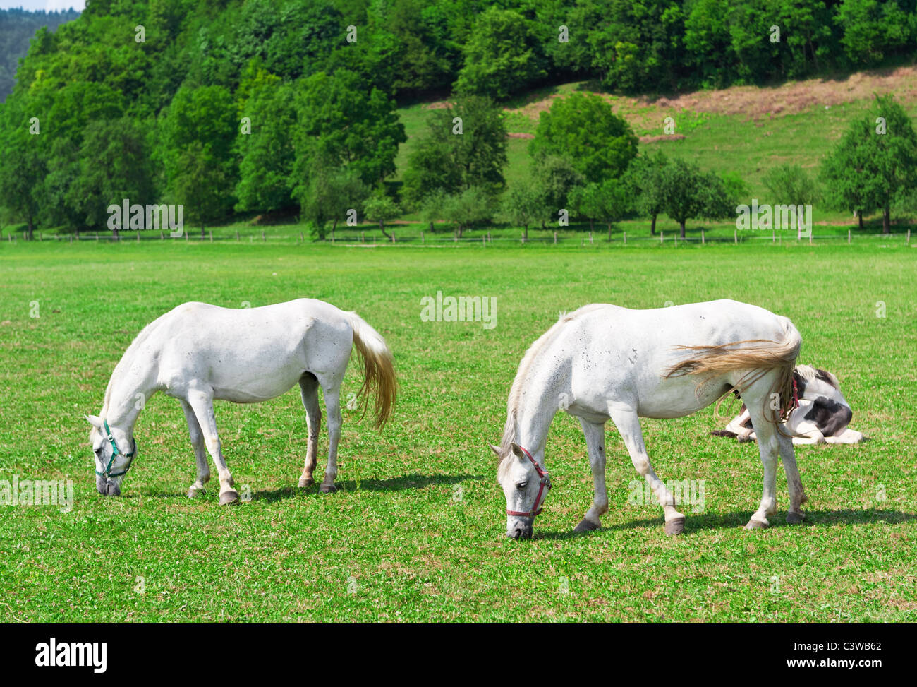 White horses standing on hi-res stock photography and images - Alamy