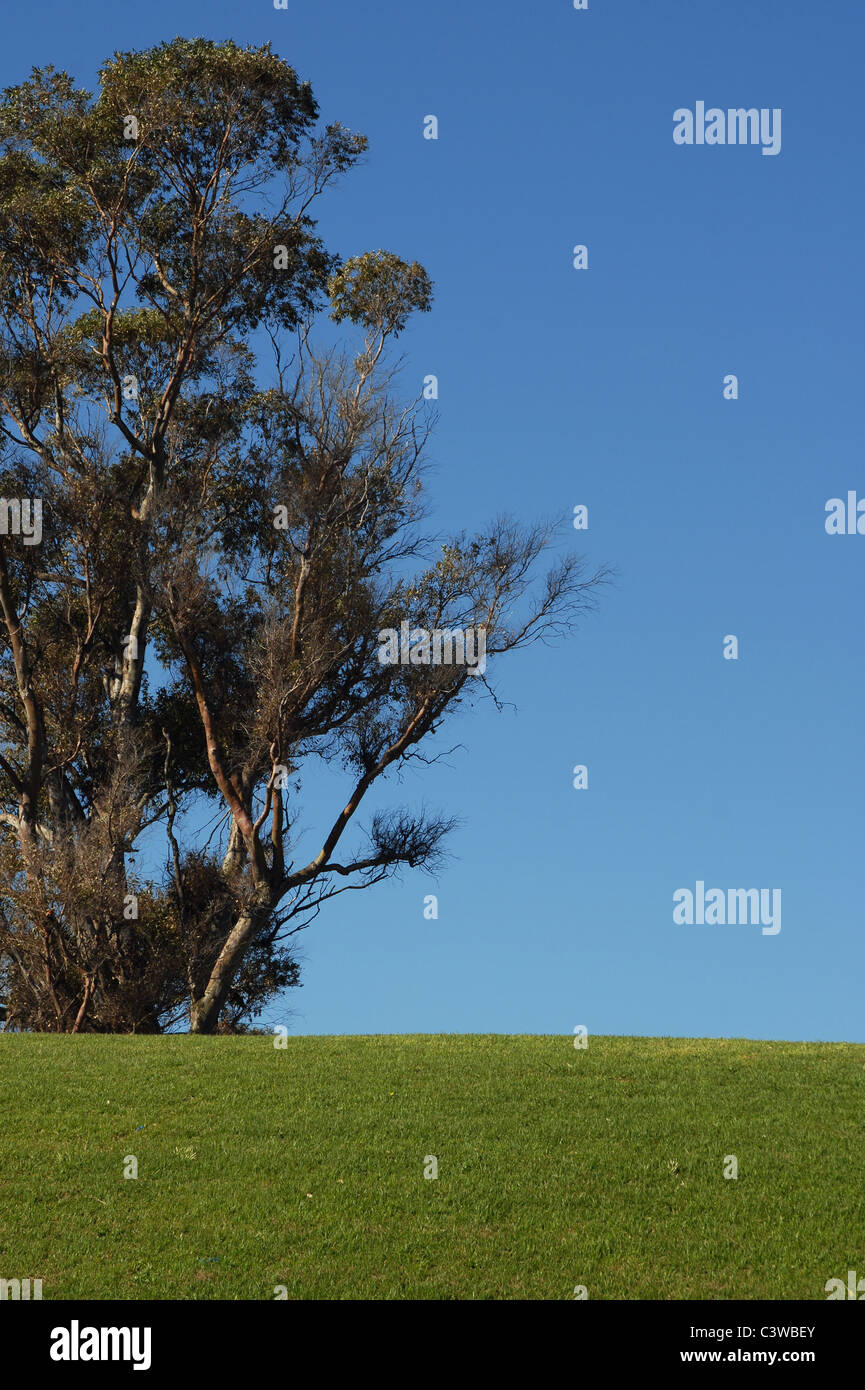 Single tree and green grass on blue sky background Stock Photo - Alamy