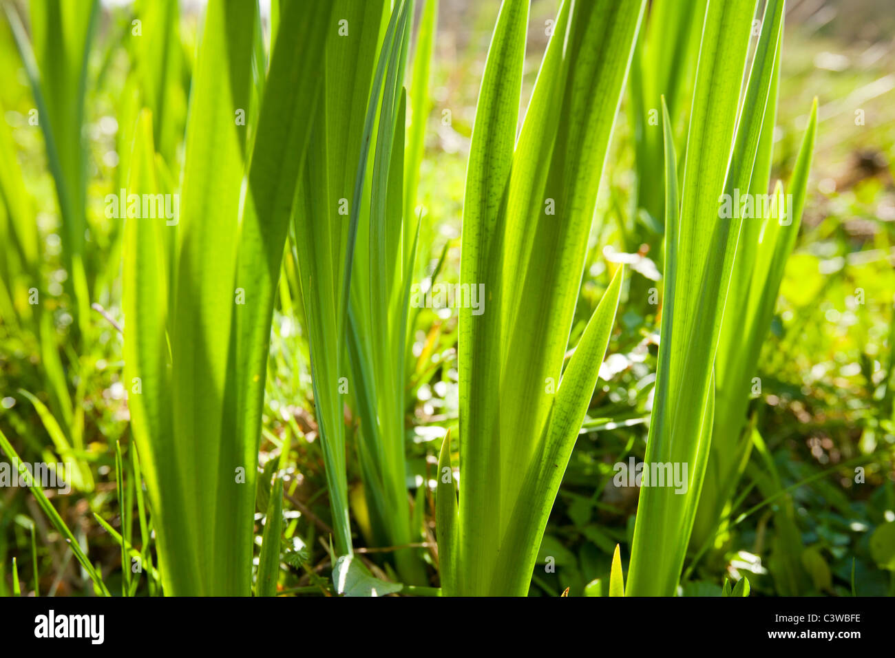 Scottish flag above hi-res stock photography and images - Alamy