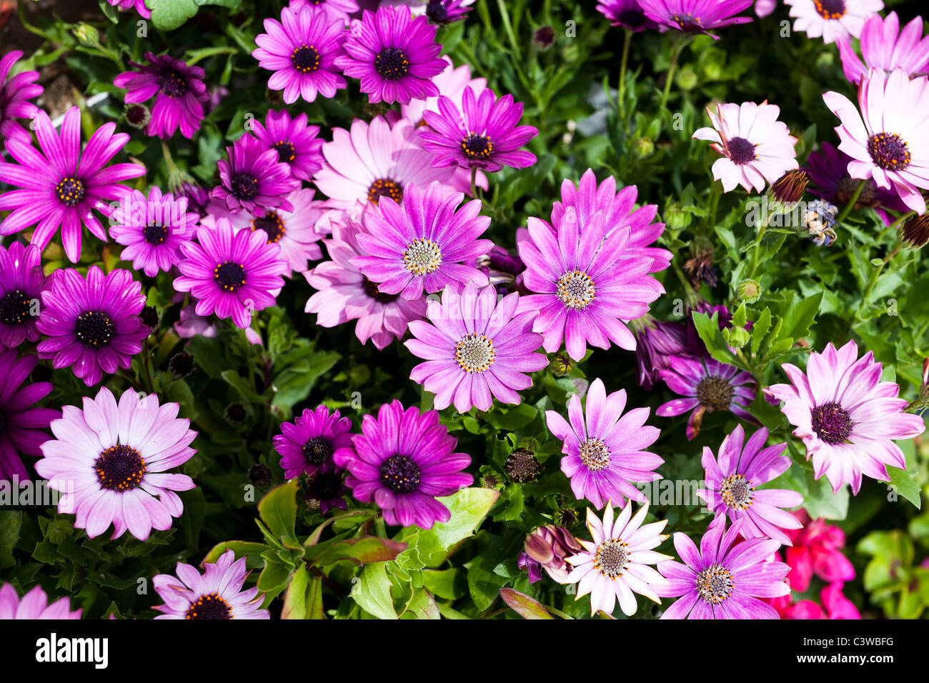 Purple Daisy close up shot Stock Photo - Alamy