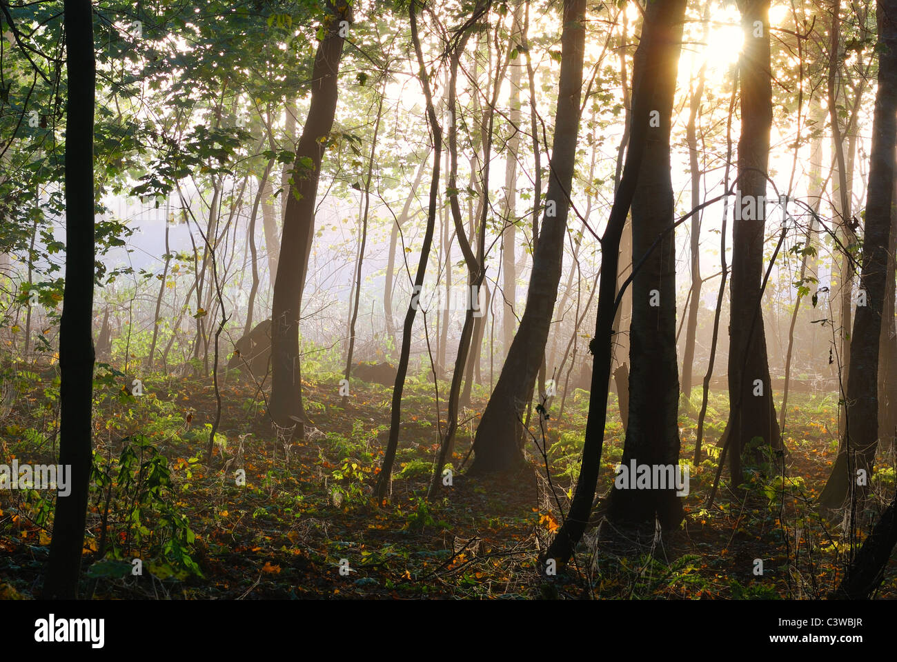 Morning in the forest Stock Photo - Alamy