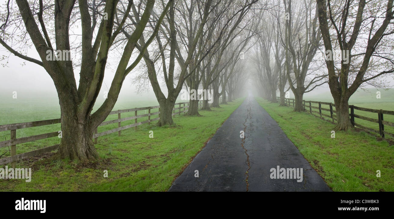 A Tree Lined Country Lane On A Foggy Early Spring Morning, Southwestern ...