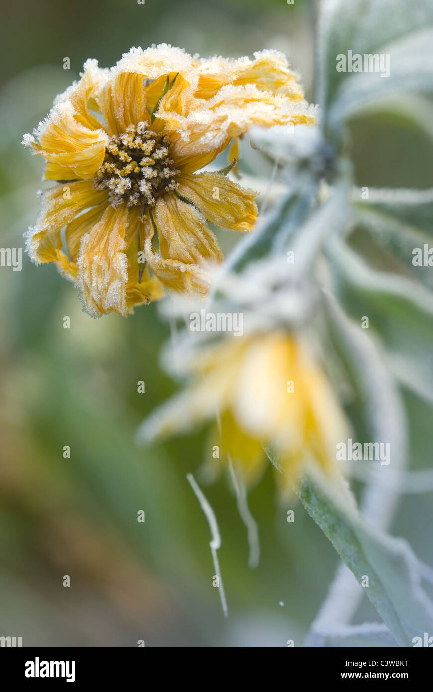 Frozen rudbeckia hi-res stock photography and images - Alamy