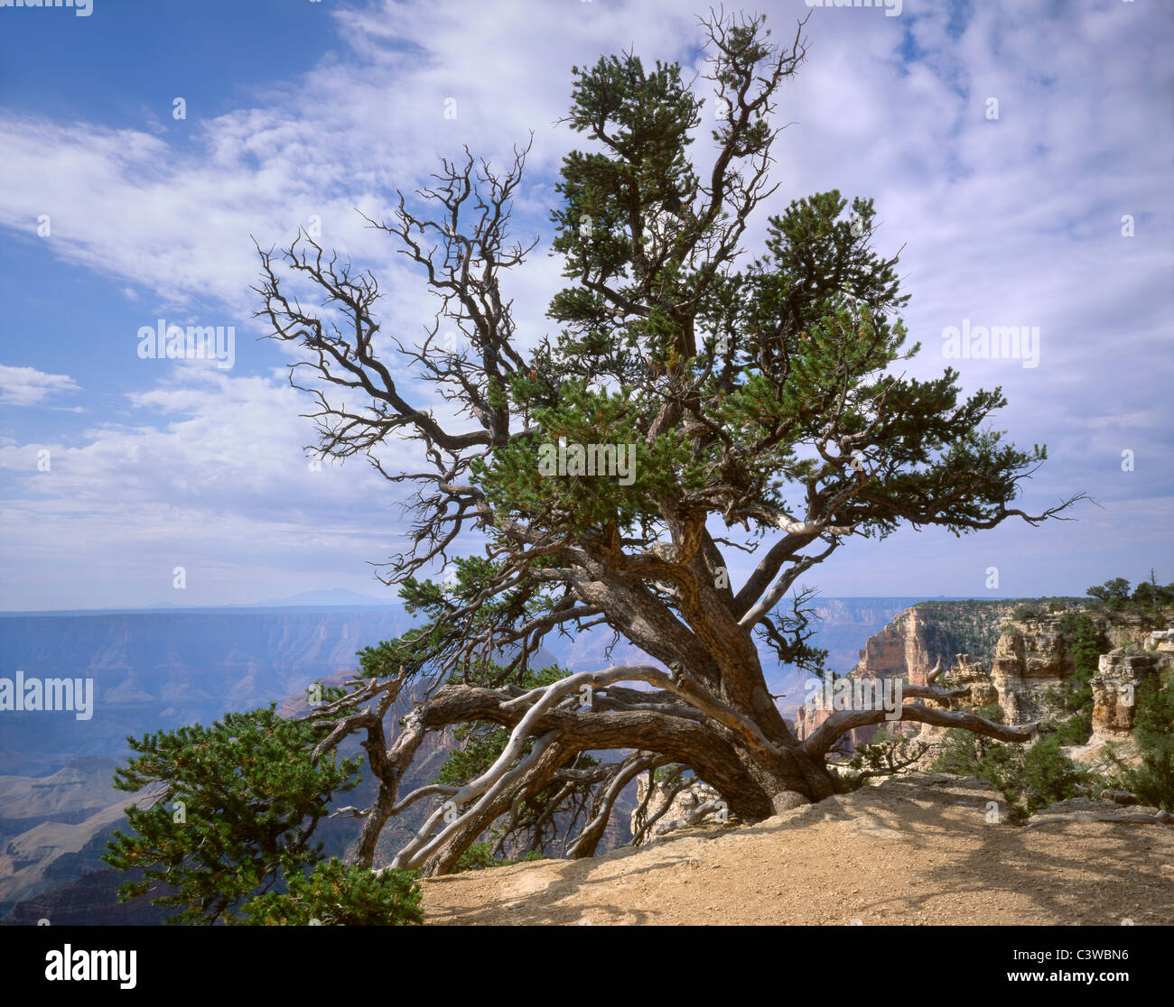 A Tree Clinging To The Edge At The Grand Canyon National Park, Arizona ...