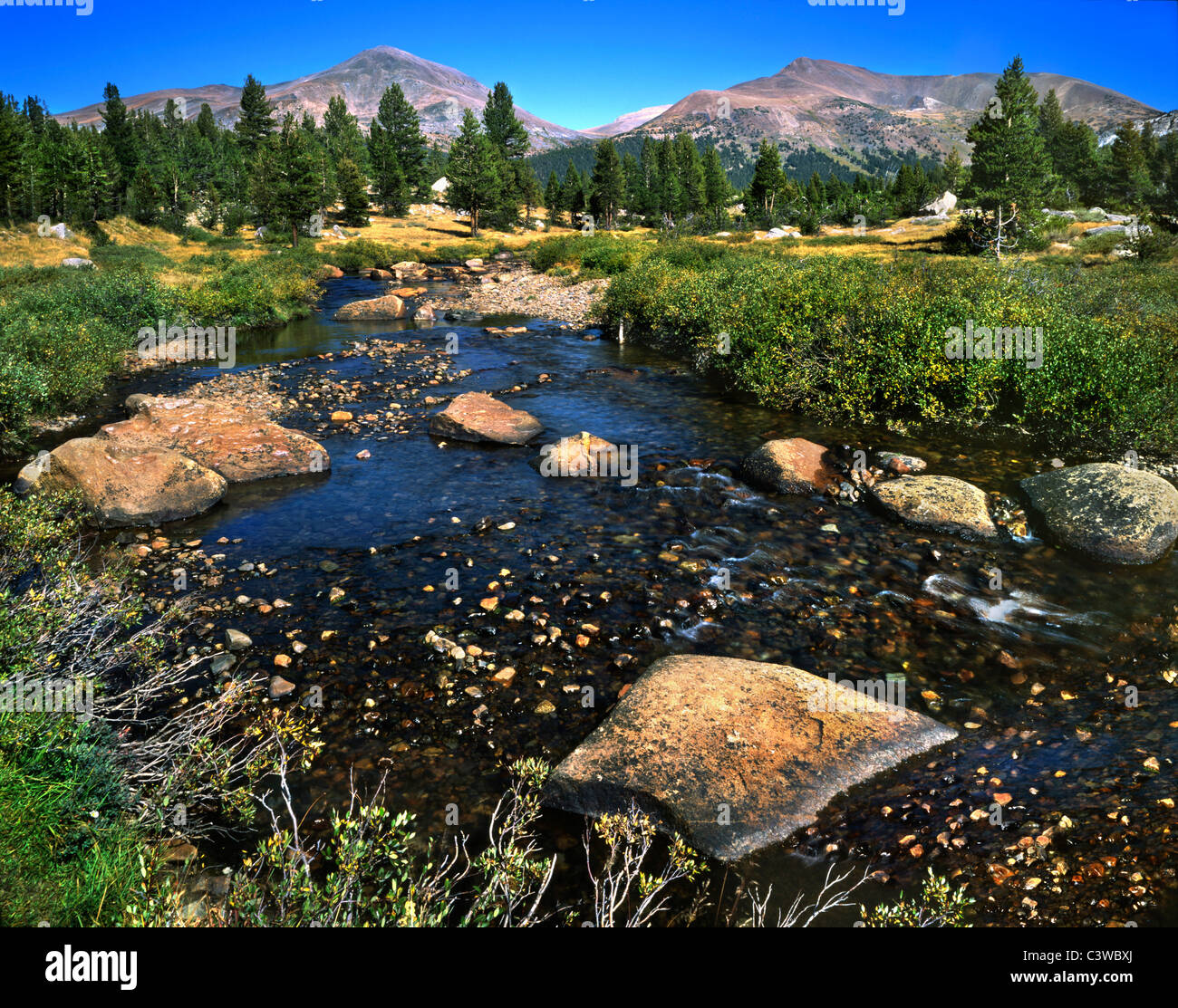A Quiet Stream Running Through Tuolumne Meadows In Yosemite National ...