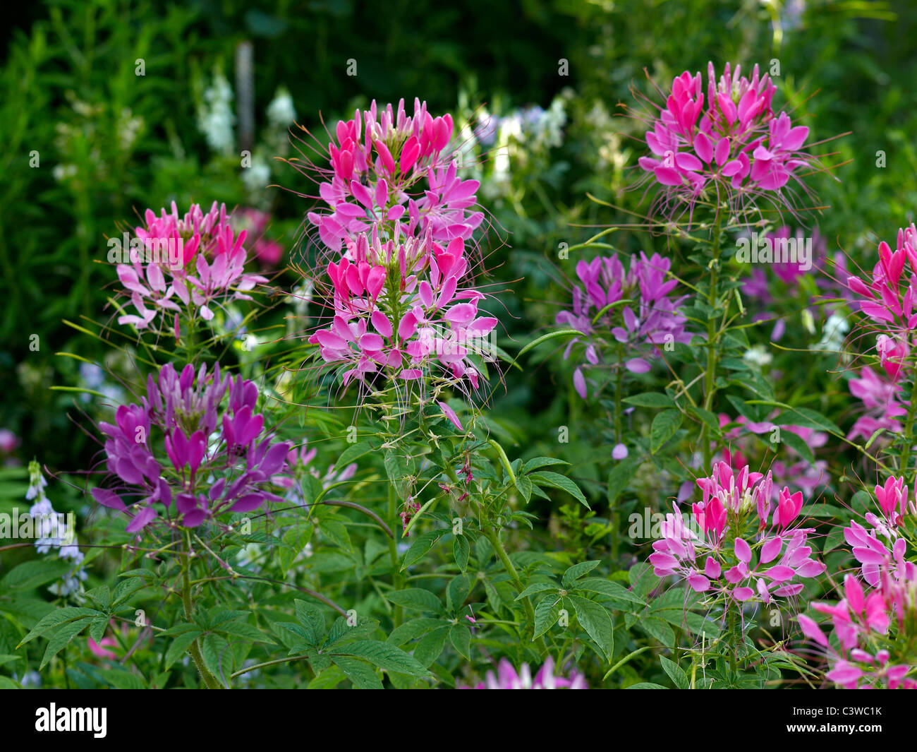 Cleome Seeds Wayside Gardens