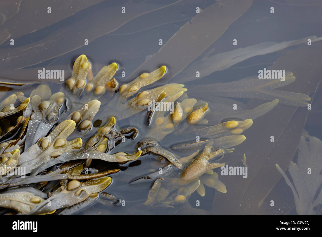 Algae At A Rock Pool High Resolution Stock Photography and Images - Alamy