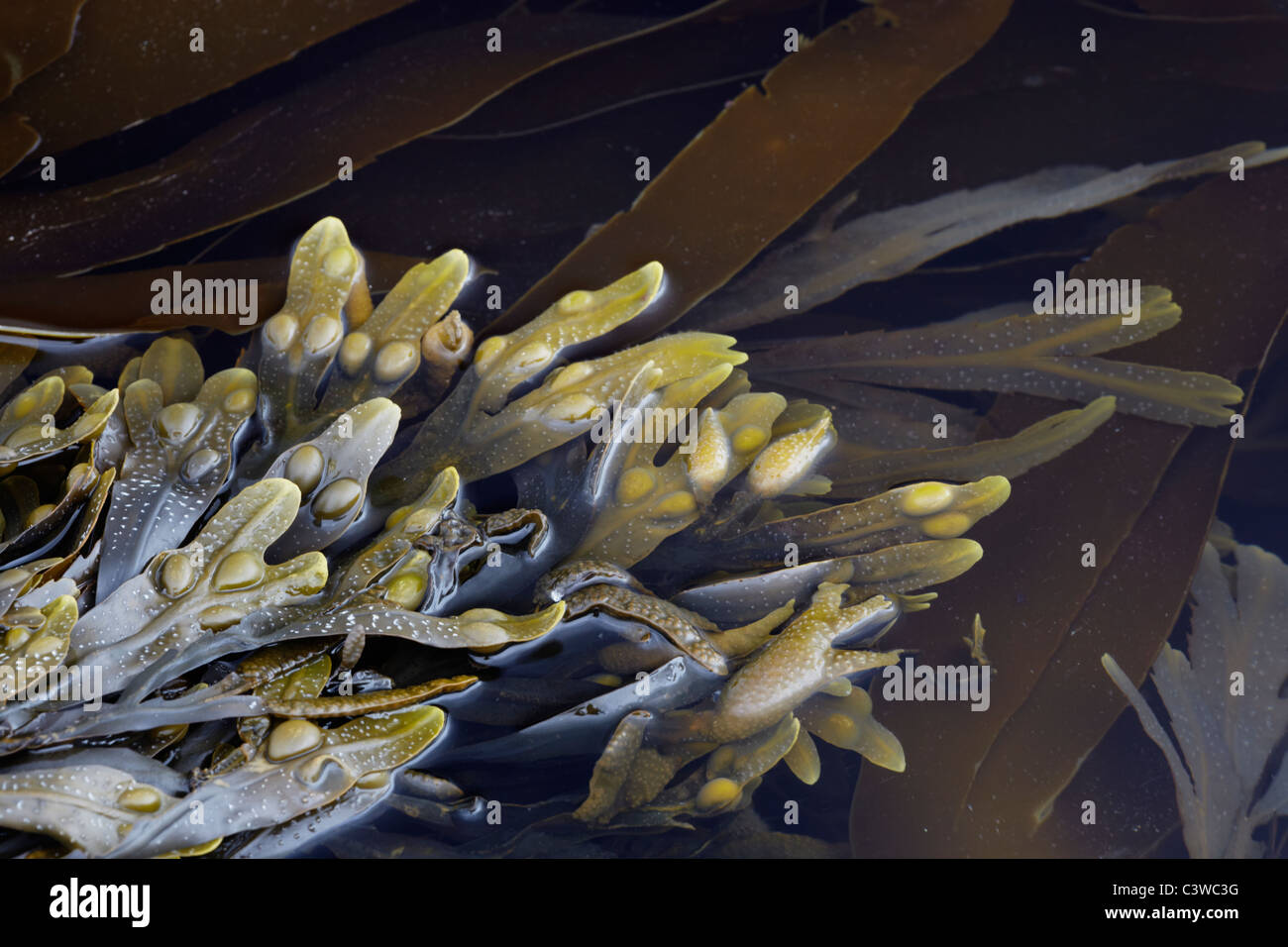 Algae At A Rock Pool High Resolution Stock Photography and Images - Alamy