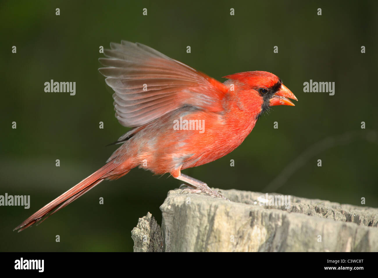 RA ed Bird, The Northern Cardinal Male, Taking Flight, Cardinalis ...