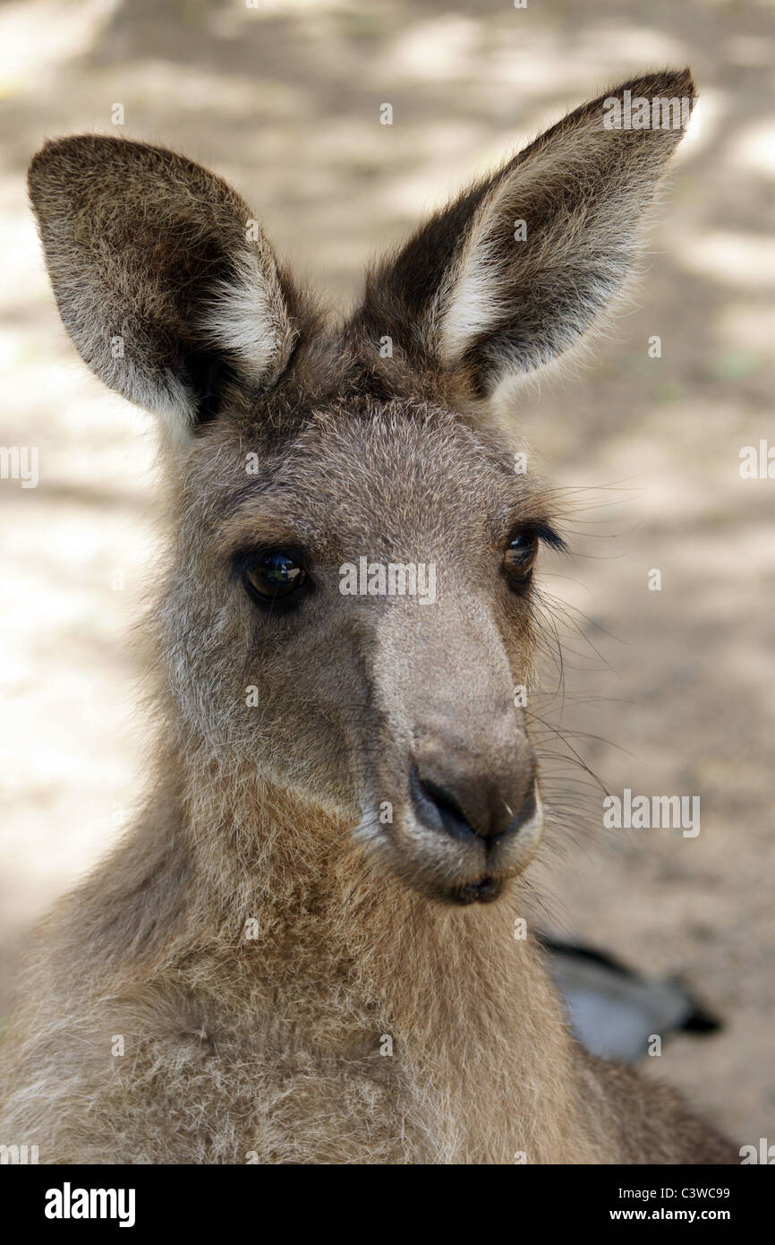 SONY DSC Australia, Queensland, Currumbin. Kangaroo head Stock Photo ...