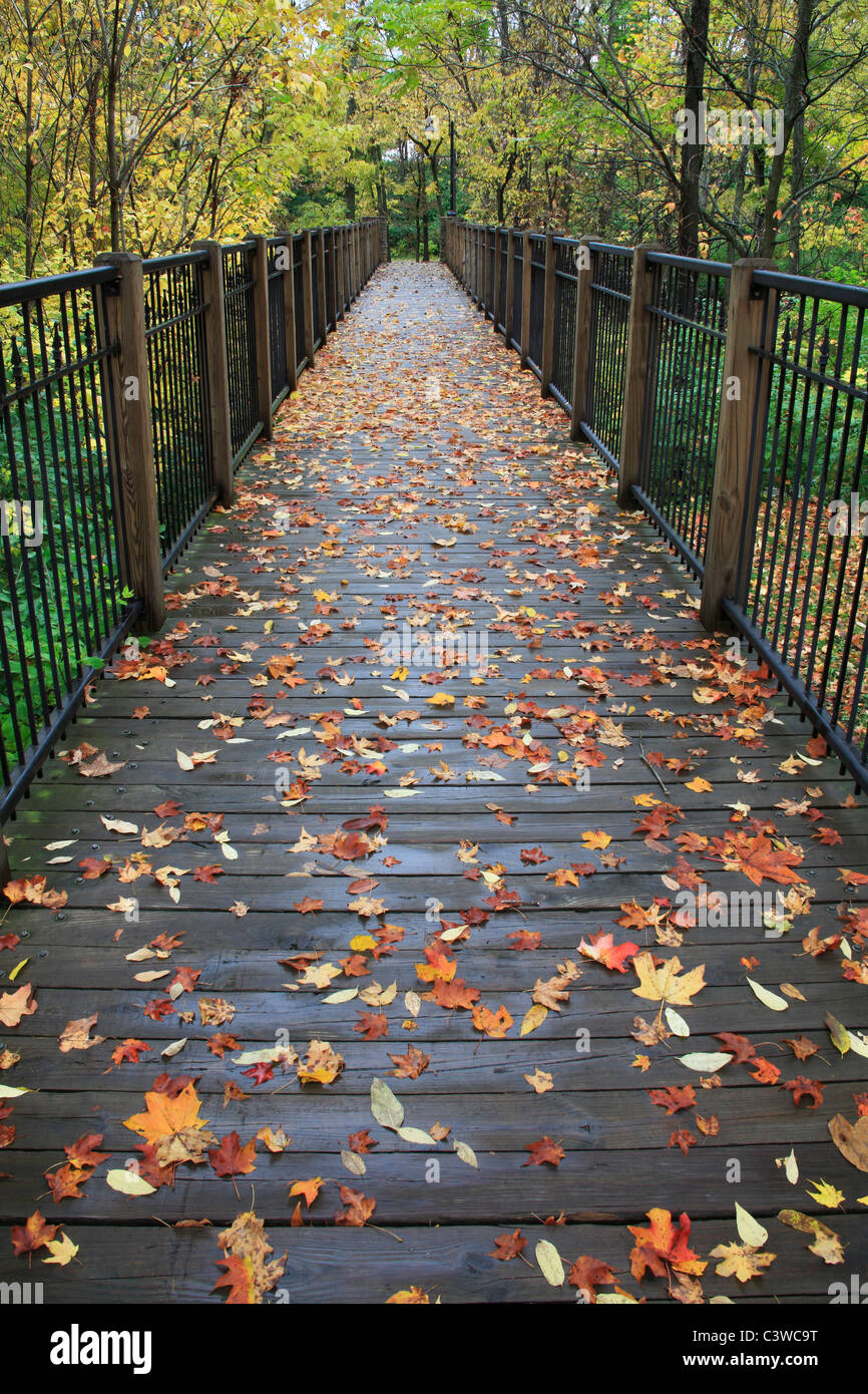 A Foot Bridge On A Rainy Day During Autumn In The Park, Sharon Woods ...