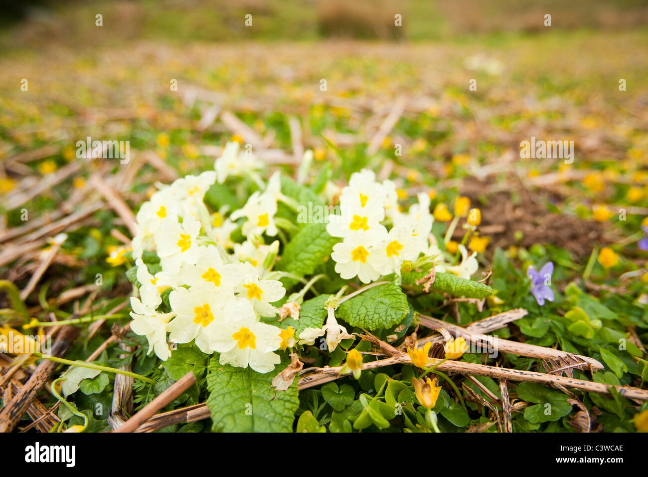 Primroses, Celandines and Violets near Crinan in Argyll, Scotland, UK ...